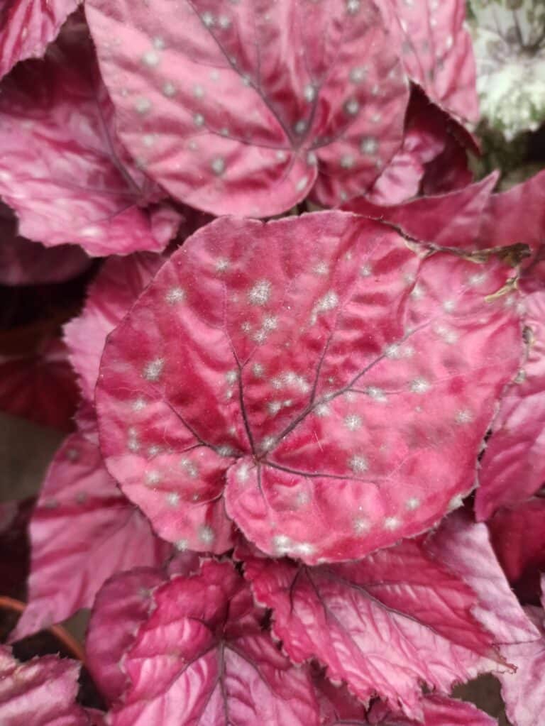 Main diseases and pests of begonias - BEGONIASYMAS.COM