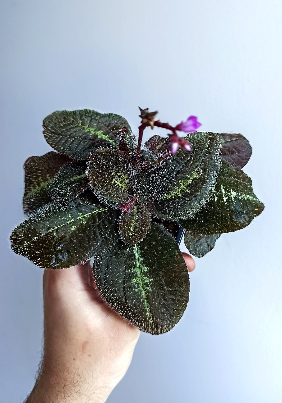 Bertolonia maculata - BEGONIASYMAS.COM