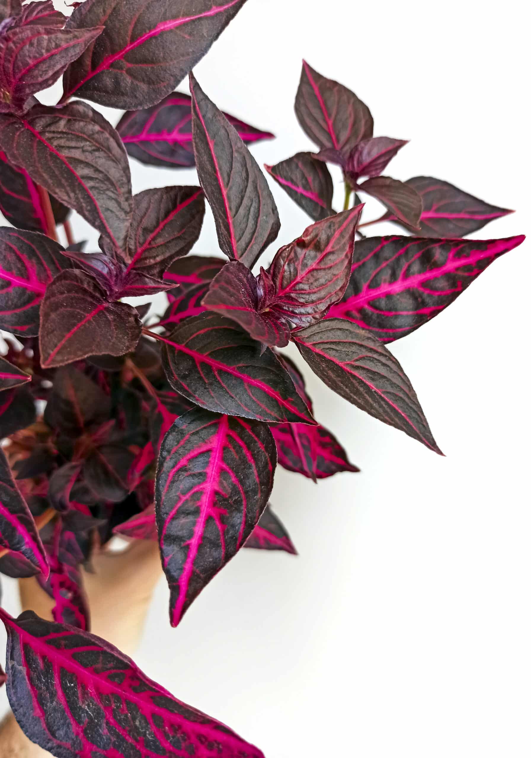 Iresine herbstii - BEGONIASYMAS.COM