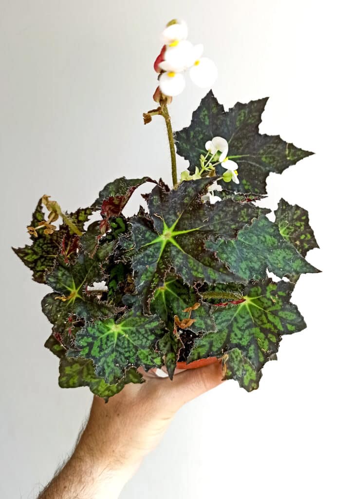 Begonia cleopatra - BEGONIASYMAS.COM