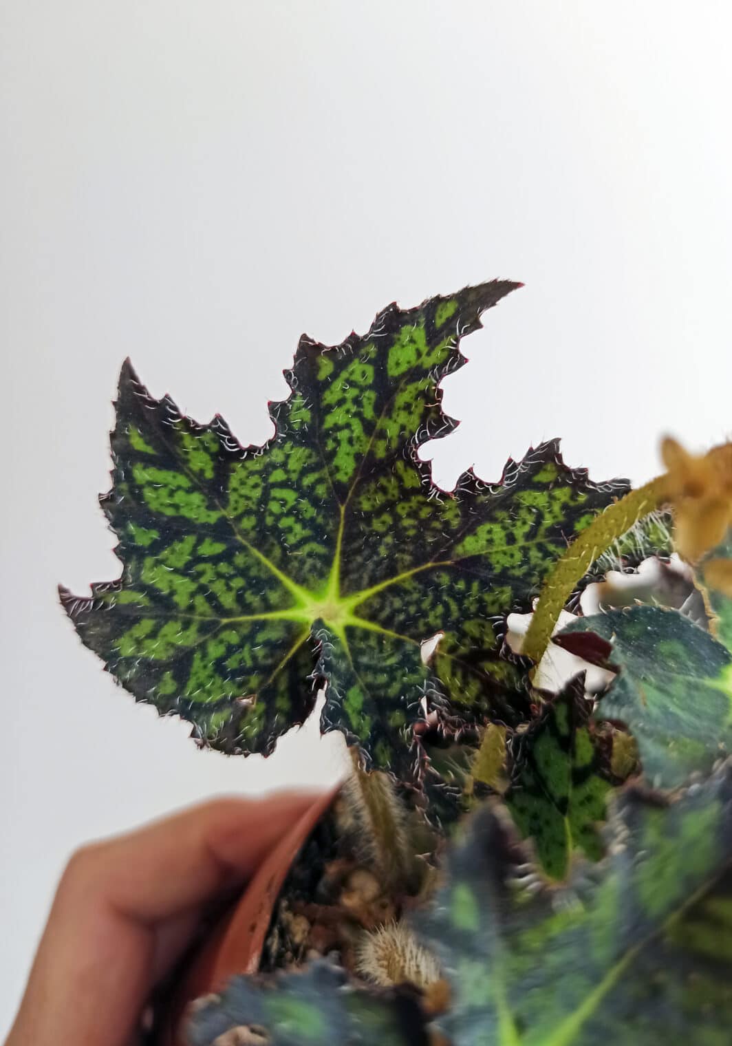 Begonia cleopatra - BEGONIASYMAS.COM