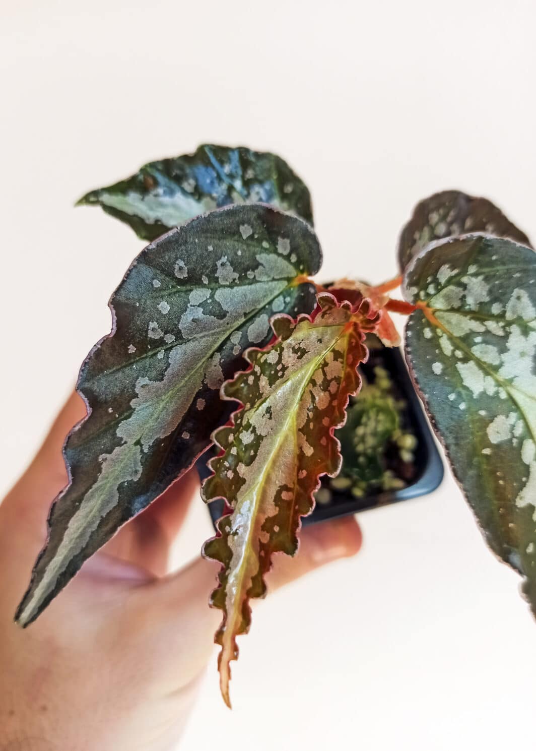 Begonias Premium - BEGONIASYMAS.COM