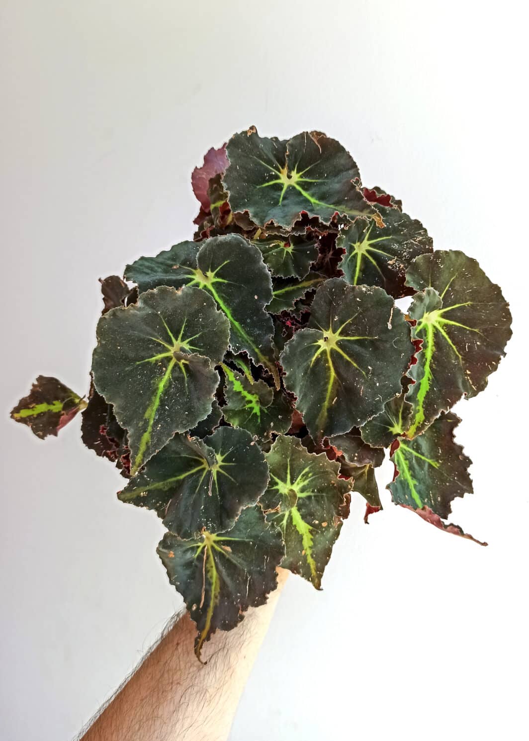 Tienda Online de Plantas Tropicales y Begonias - BEGONIASYMAS.COM