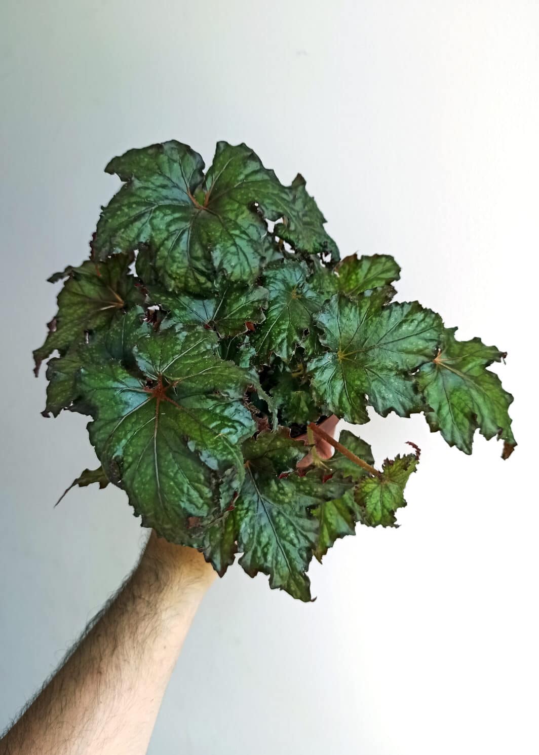 Begonia Midnight Magic - BEGONIASYMAS.COM