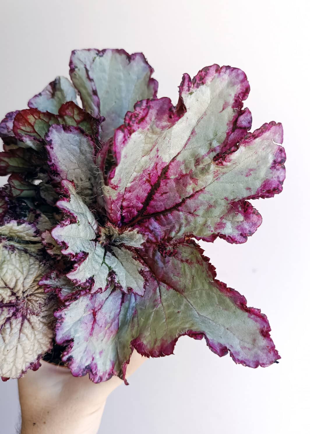 Begonias Rex - BEGONIASYMAS.COM