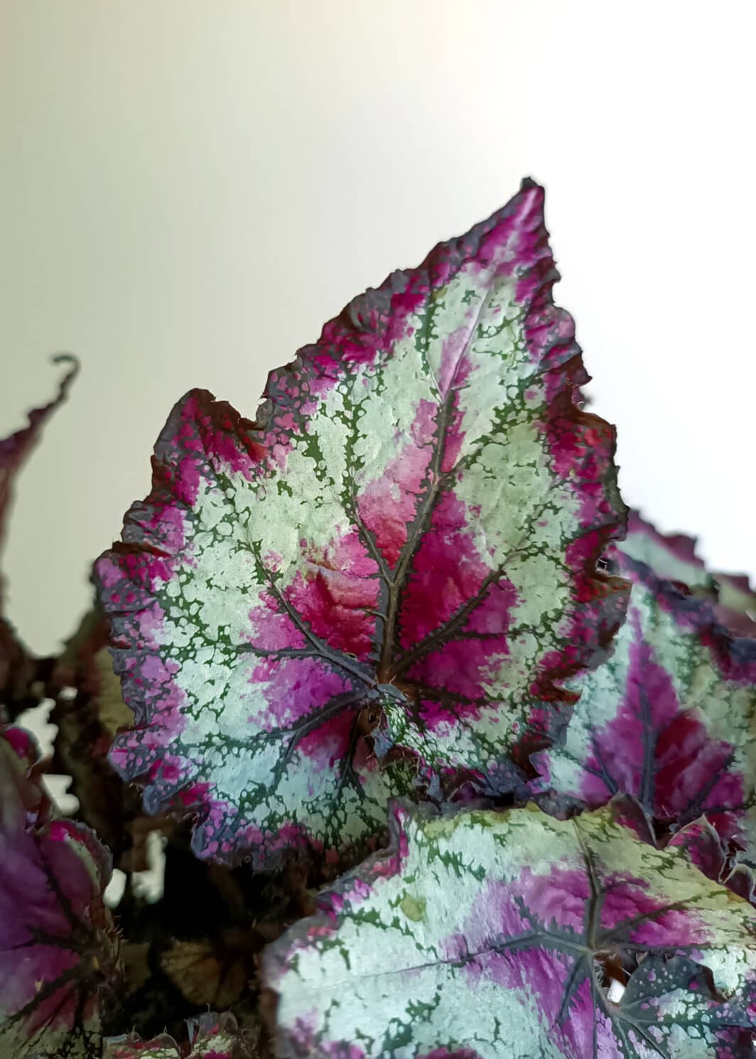 Begonias Rex - BEGONIASYMAS.COM