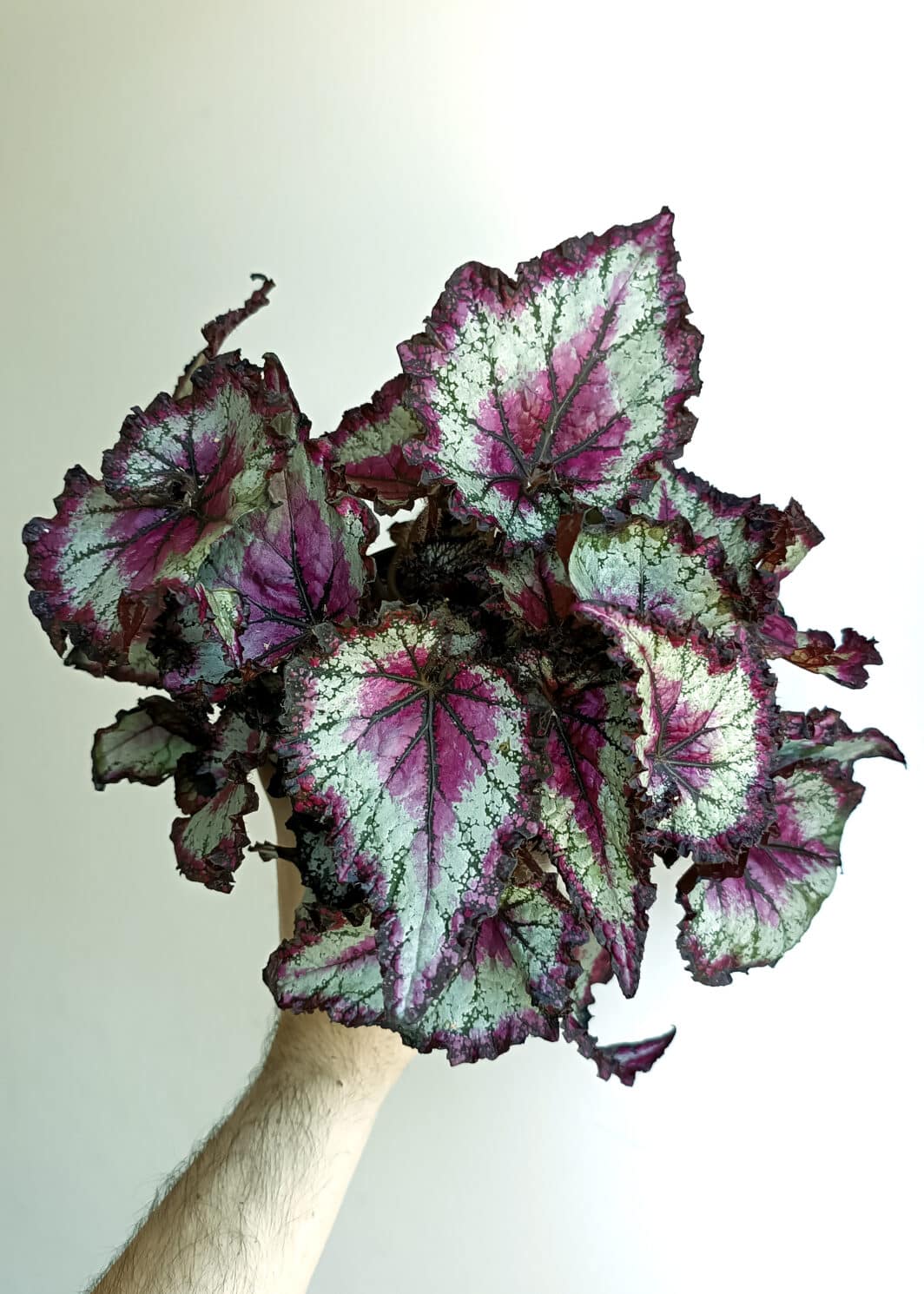 Begonias Rex - BEGONIASYMAS.COM