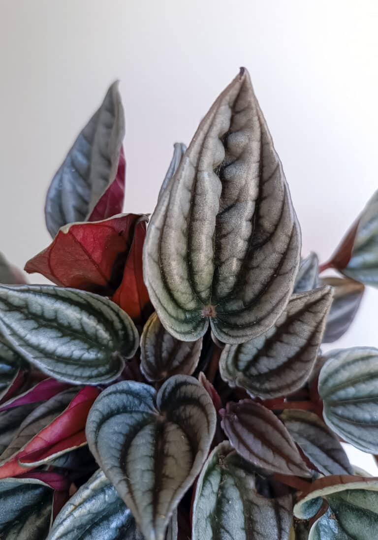 Peperomia Mendoza - BEGONIASYMAS.COM