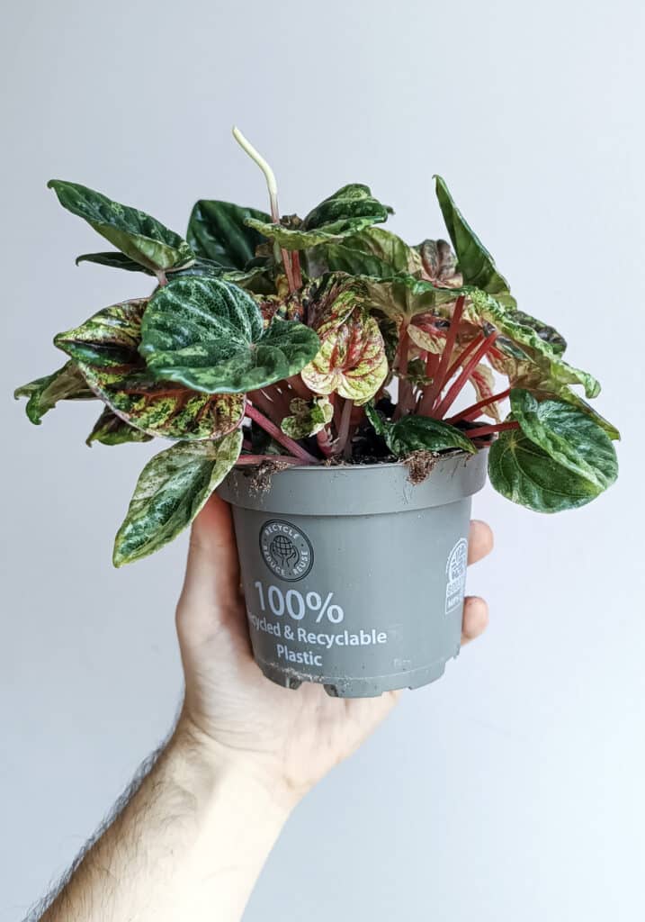 Peperomia Buenos Aires - BEGONIASYMAS.COM