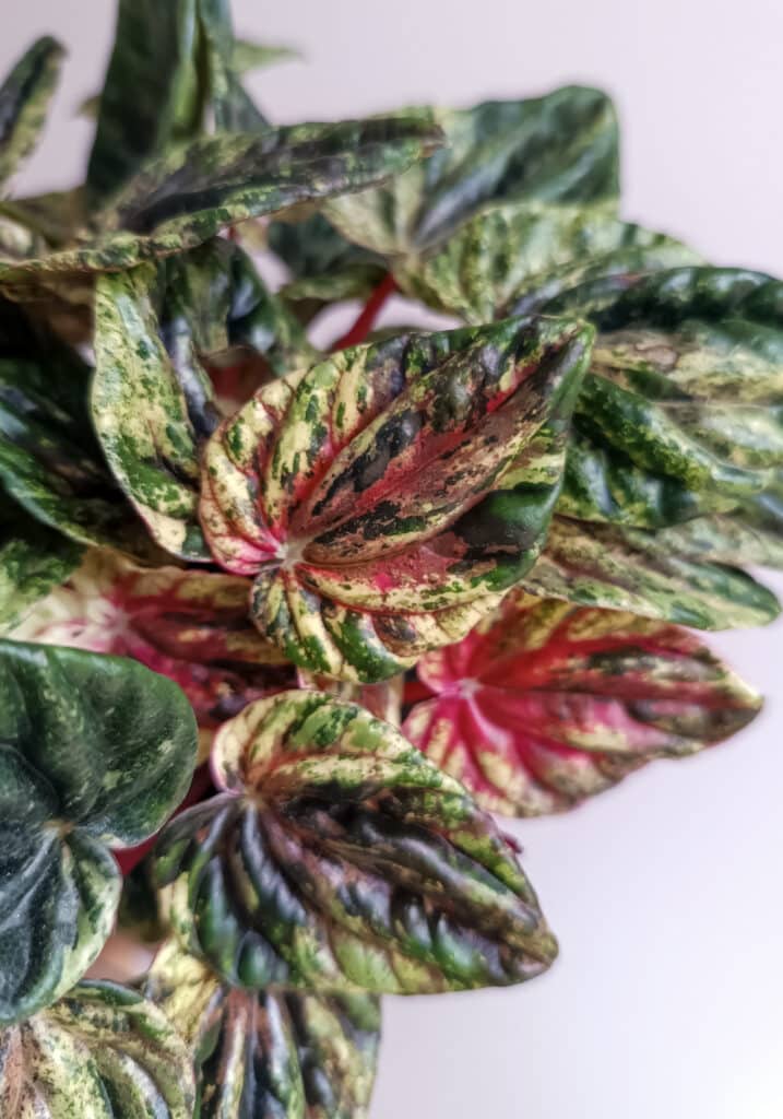 Peperomias - BEGONIASYMAS.COM