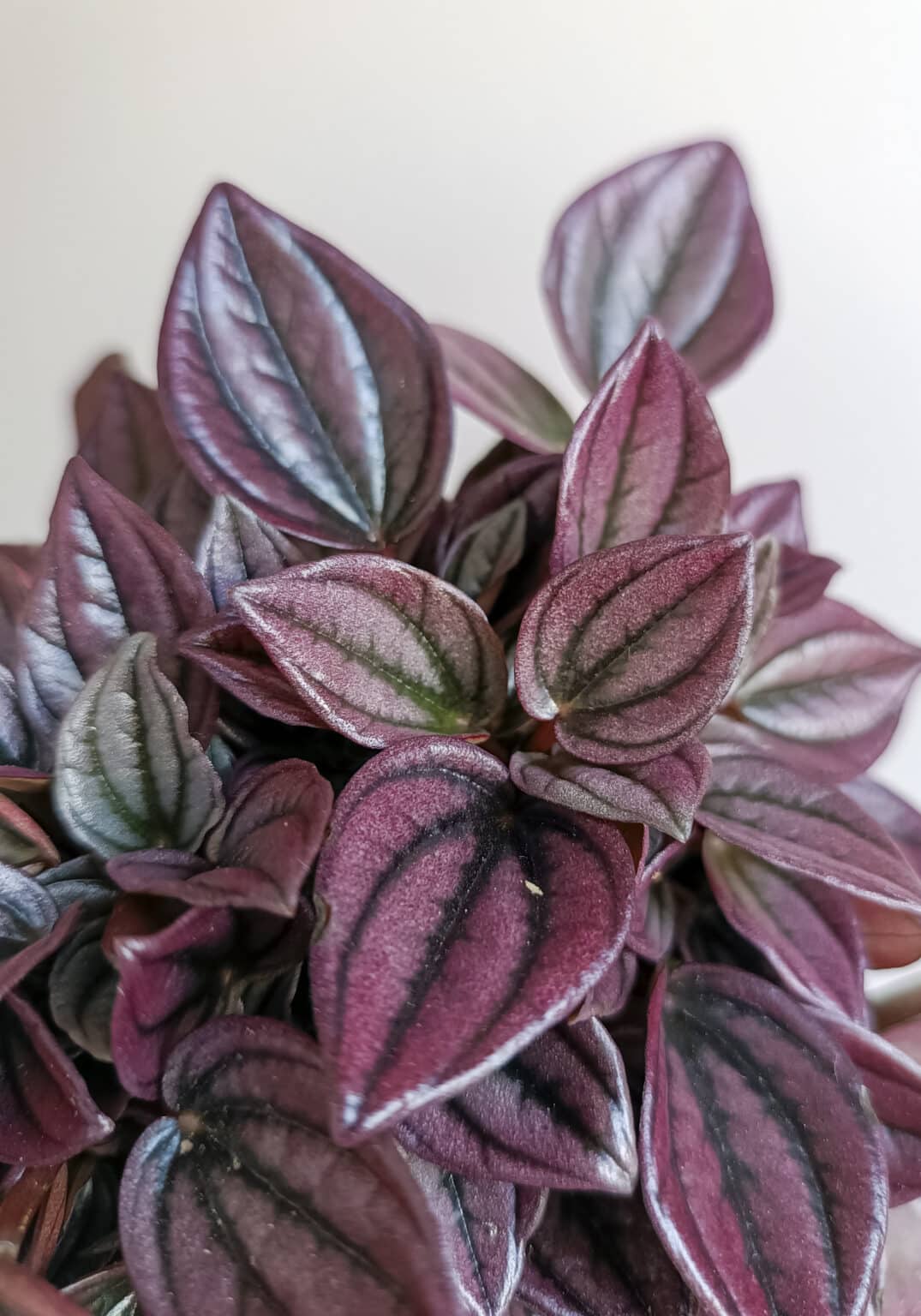 Peperomia Cayenne - BEGONIASYMAS.COM