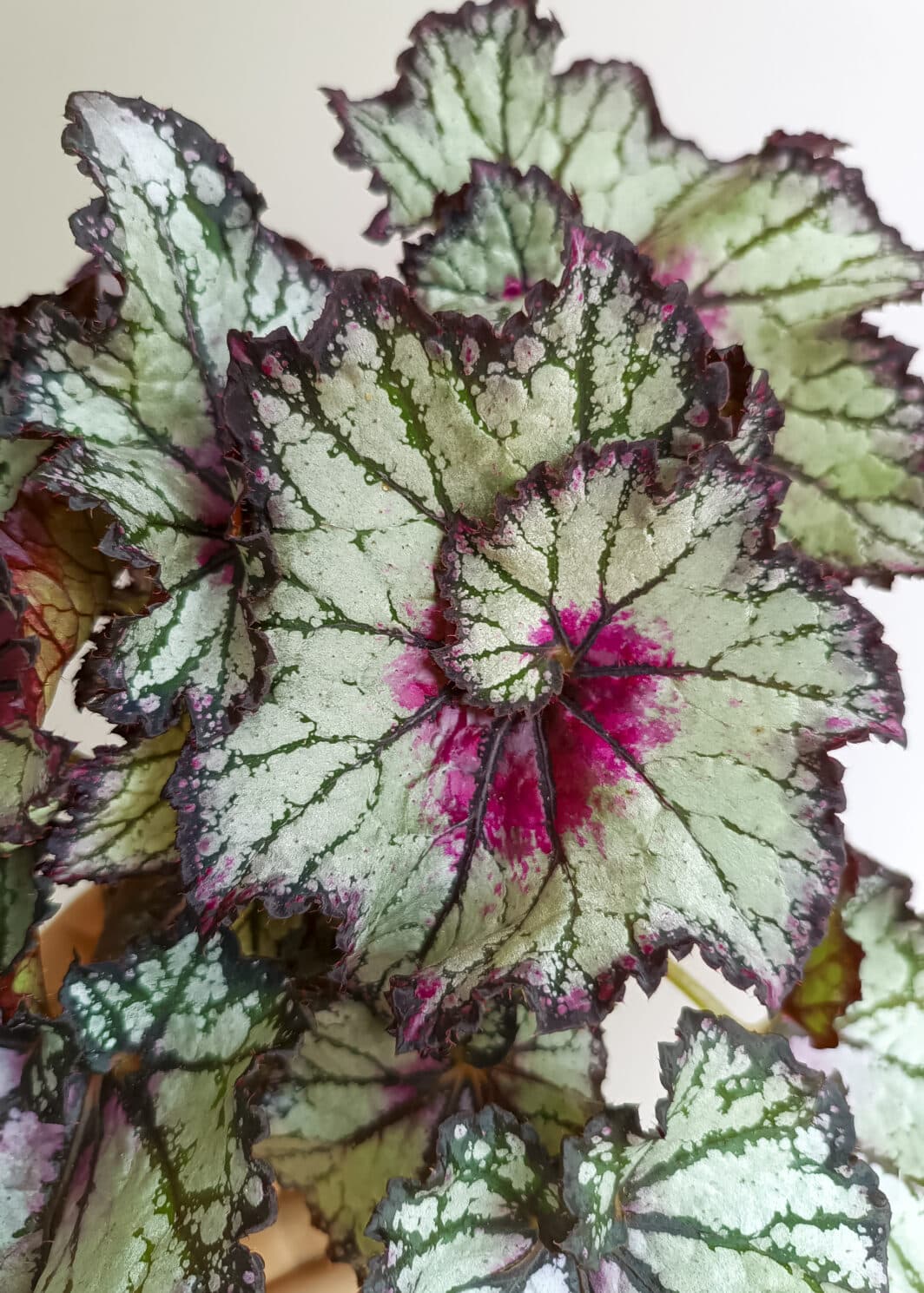 Tienda Online de Begonias y Orquídeas - BEGONIASYMAS.COM