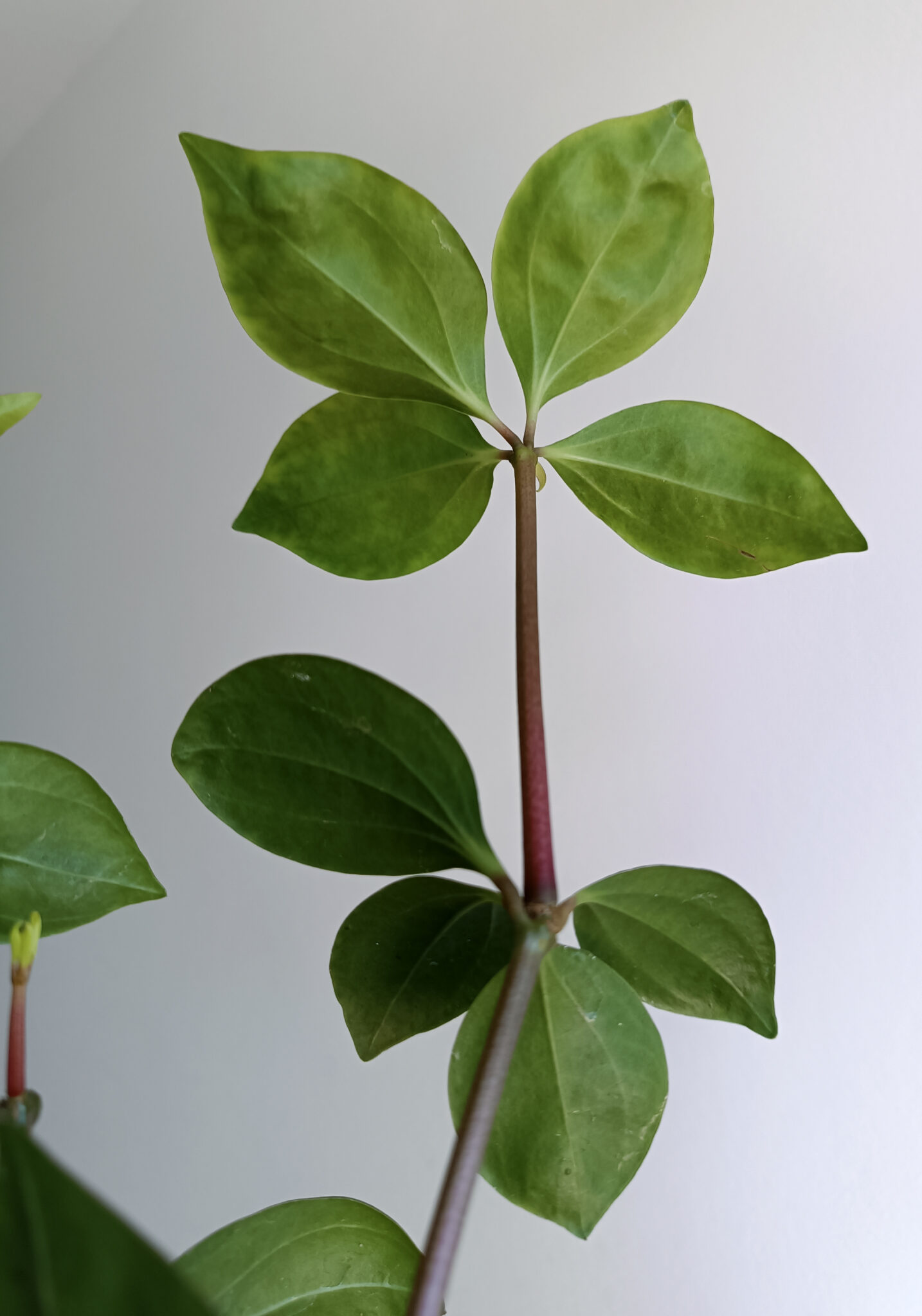 Peperomia pereskiifolia - BEGONIASYMAS.COM