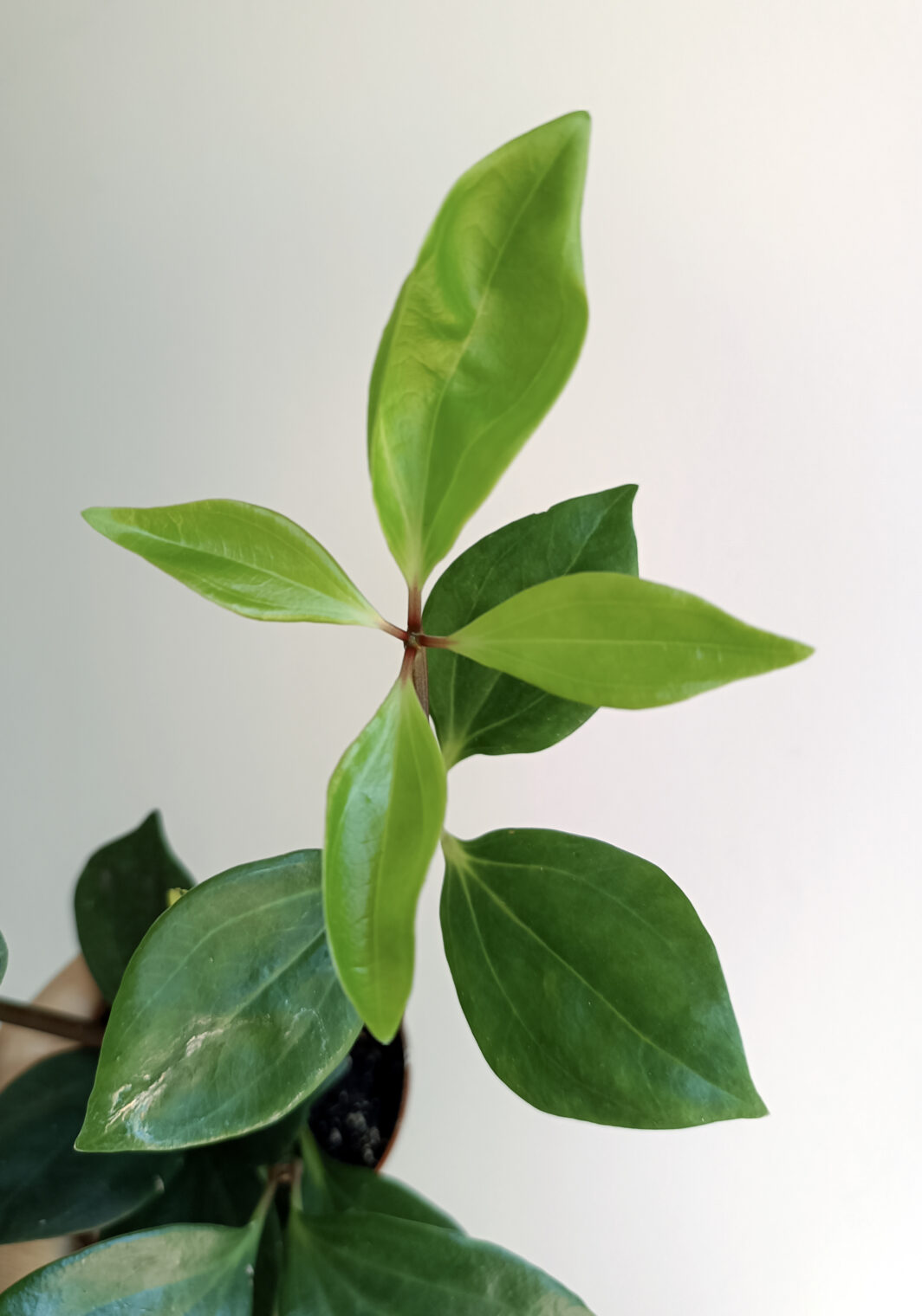 Peperomia pereskiifolia - BEGONIASYMAS.COM