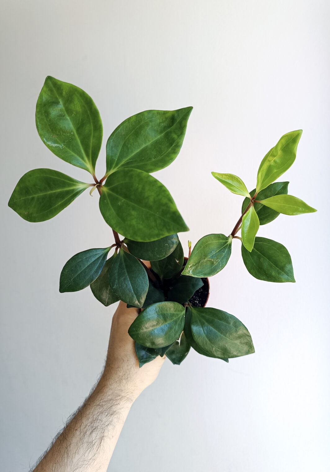 Peperomia pereskiifolia - BEGONIASYMAS.COM