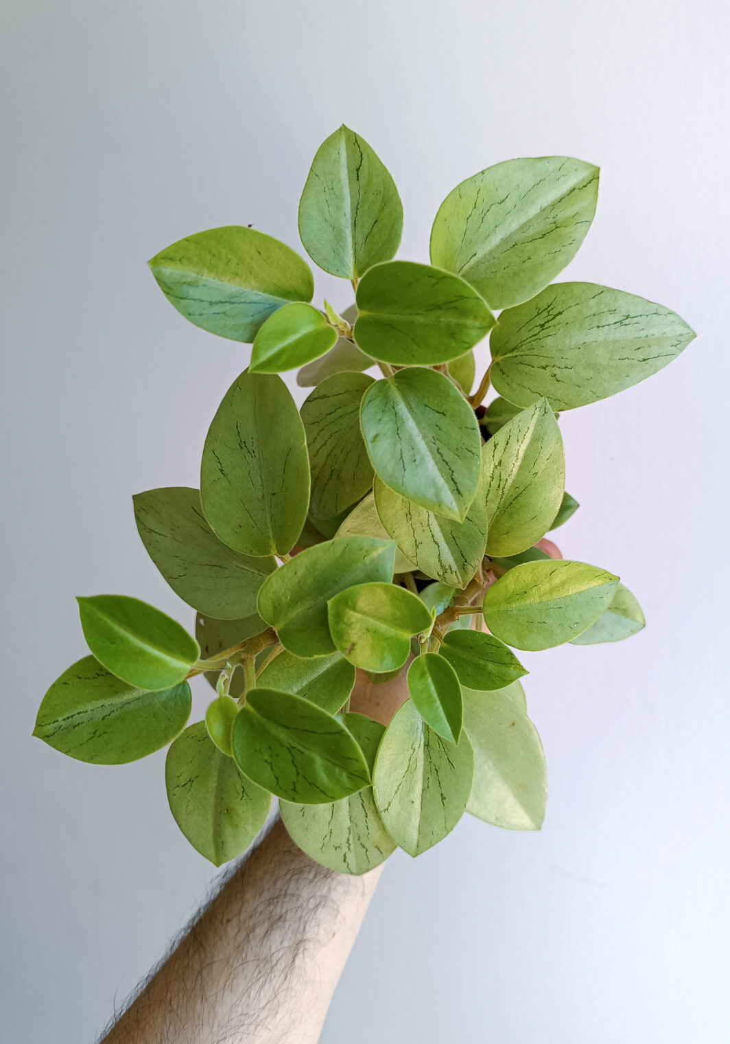 Peperomia Pixie Arenal - BEGONIASYMAS.COM