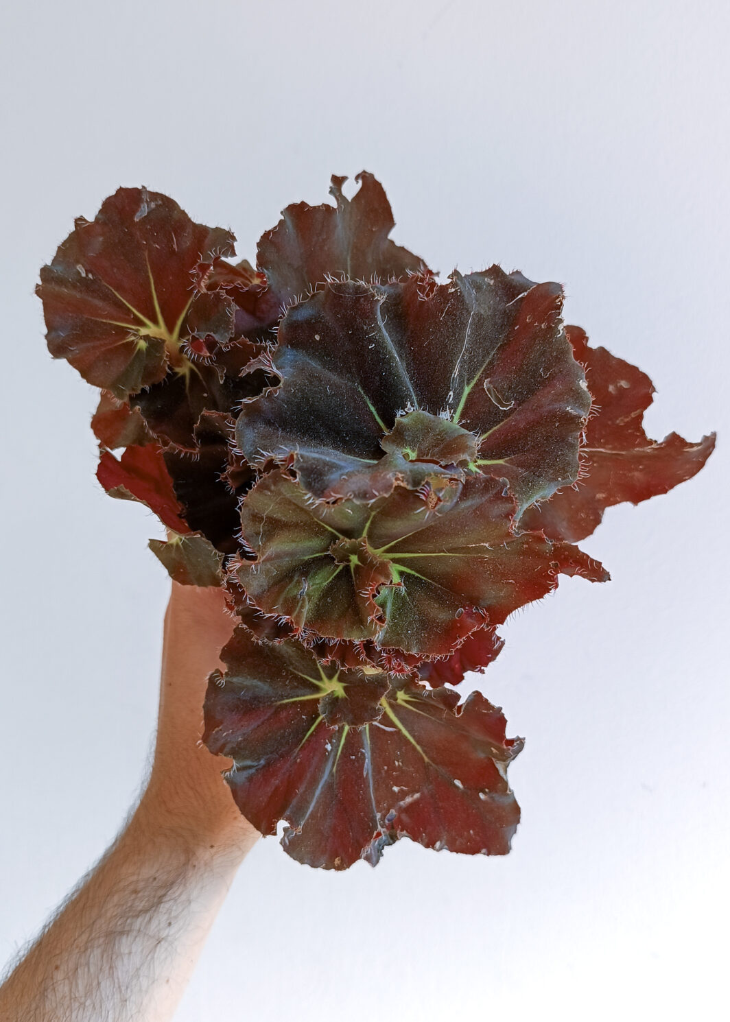 Begonias and Orchids Online Store - BEGONIASYMAS.COM