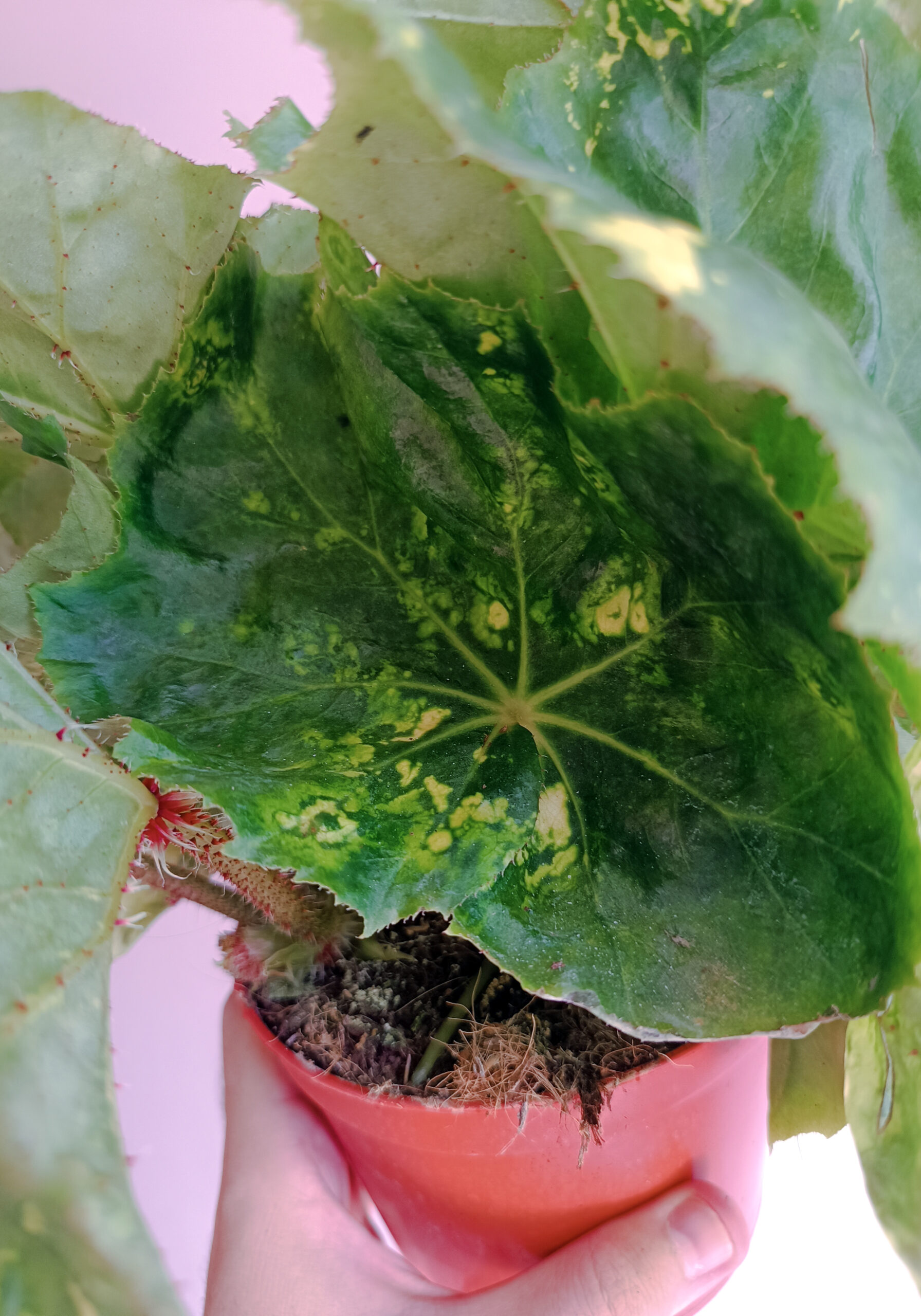 Variegated Begonia ricinifolia - BEGONIASYMAS.COM