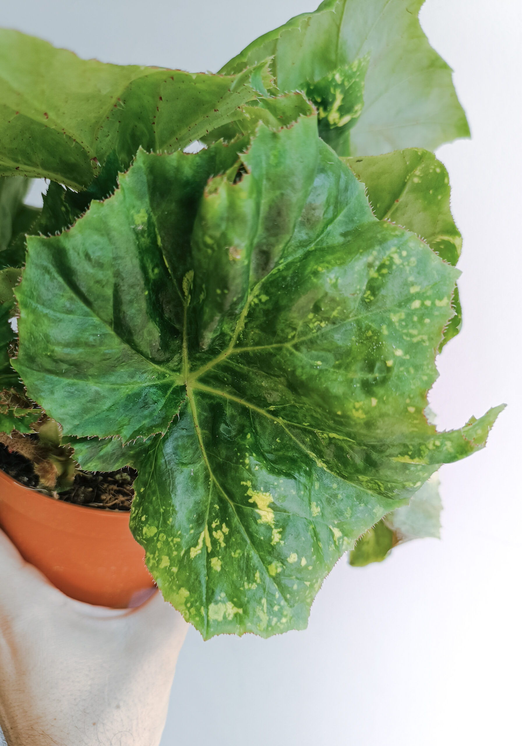 Variegated Begonia ricinifolia - BEGONIASYMAS.COM