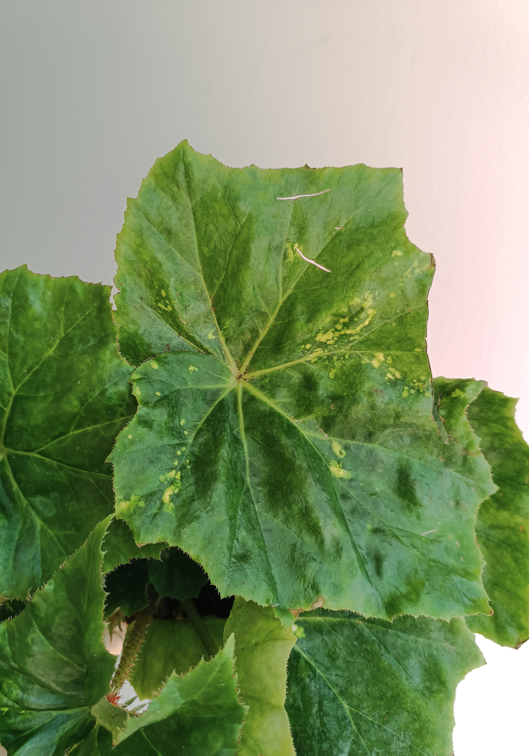 Variegated Begonia ricinifolia - BEGONIASYMAS.COM