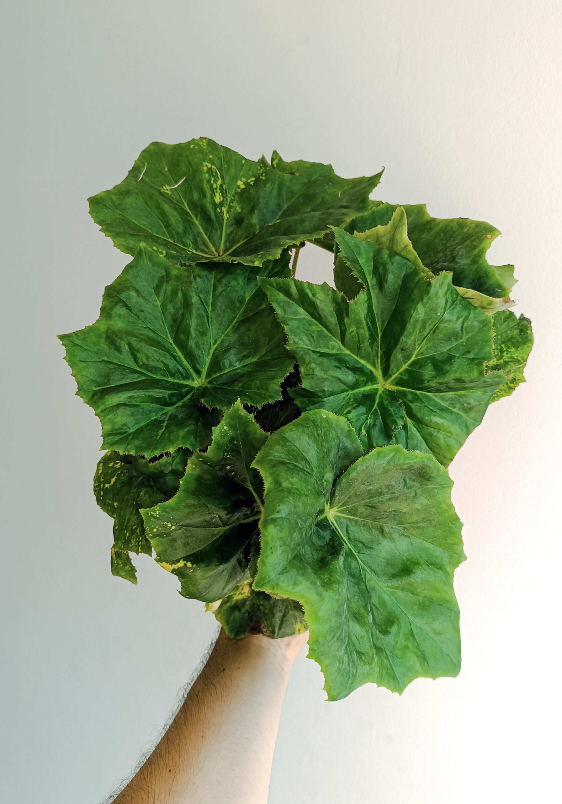 Begonia ricinifolia variegada - BEGONIASYMAS.COM