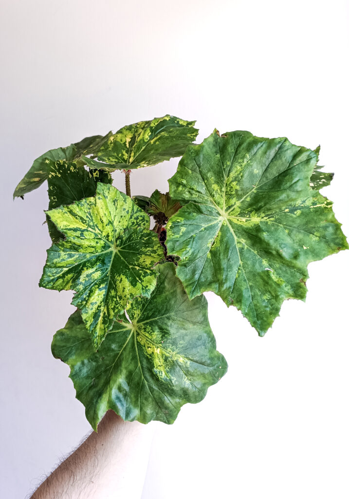 Variegated Begonia ricinifolia - BEGONIASYMAS.COM