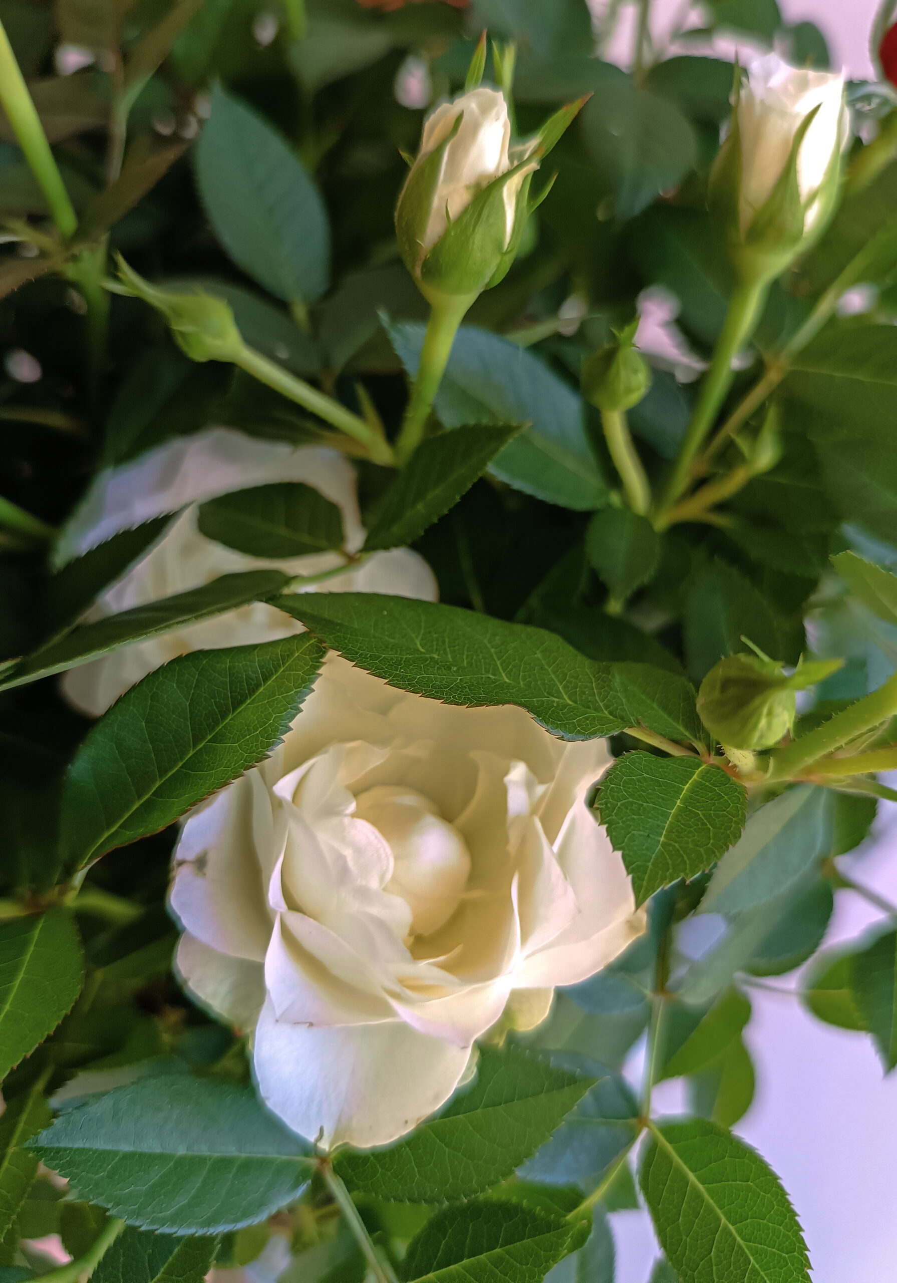 Pack x2 Rosal Mini - BEGONIASYMAS.COM