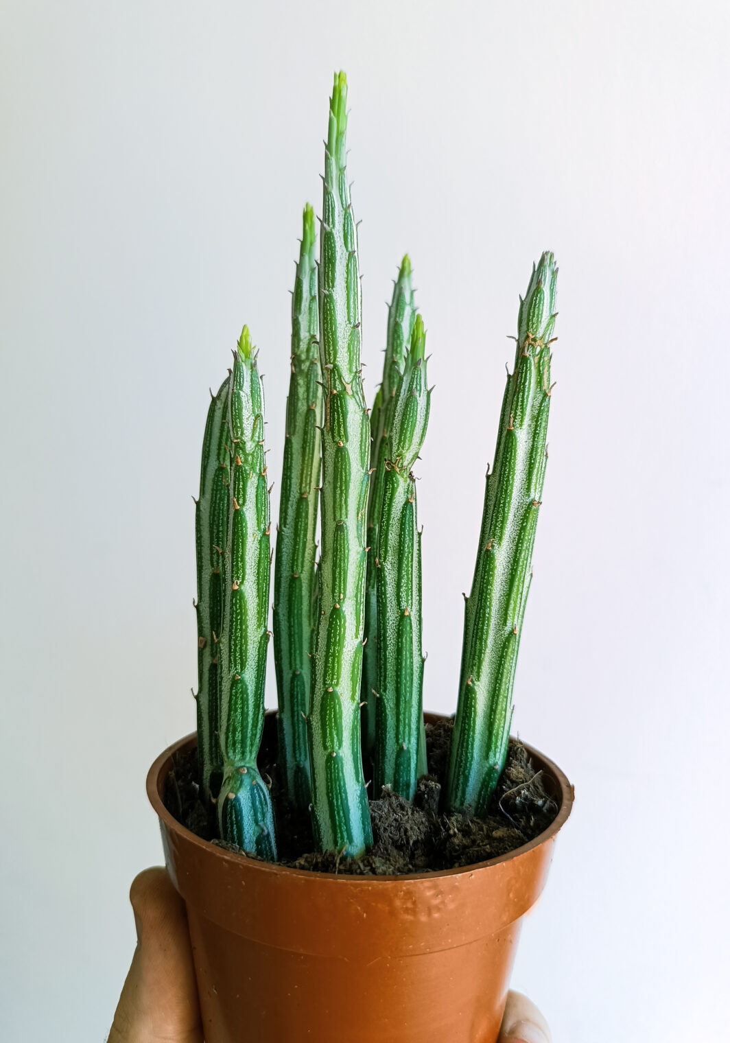 Kleinia stapeliiformis - BEGONIASYMAS.COM