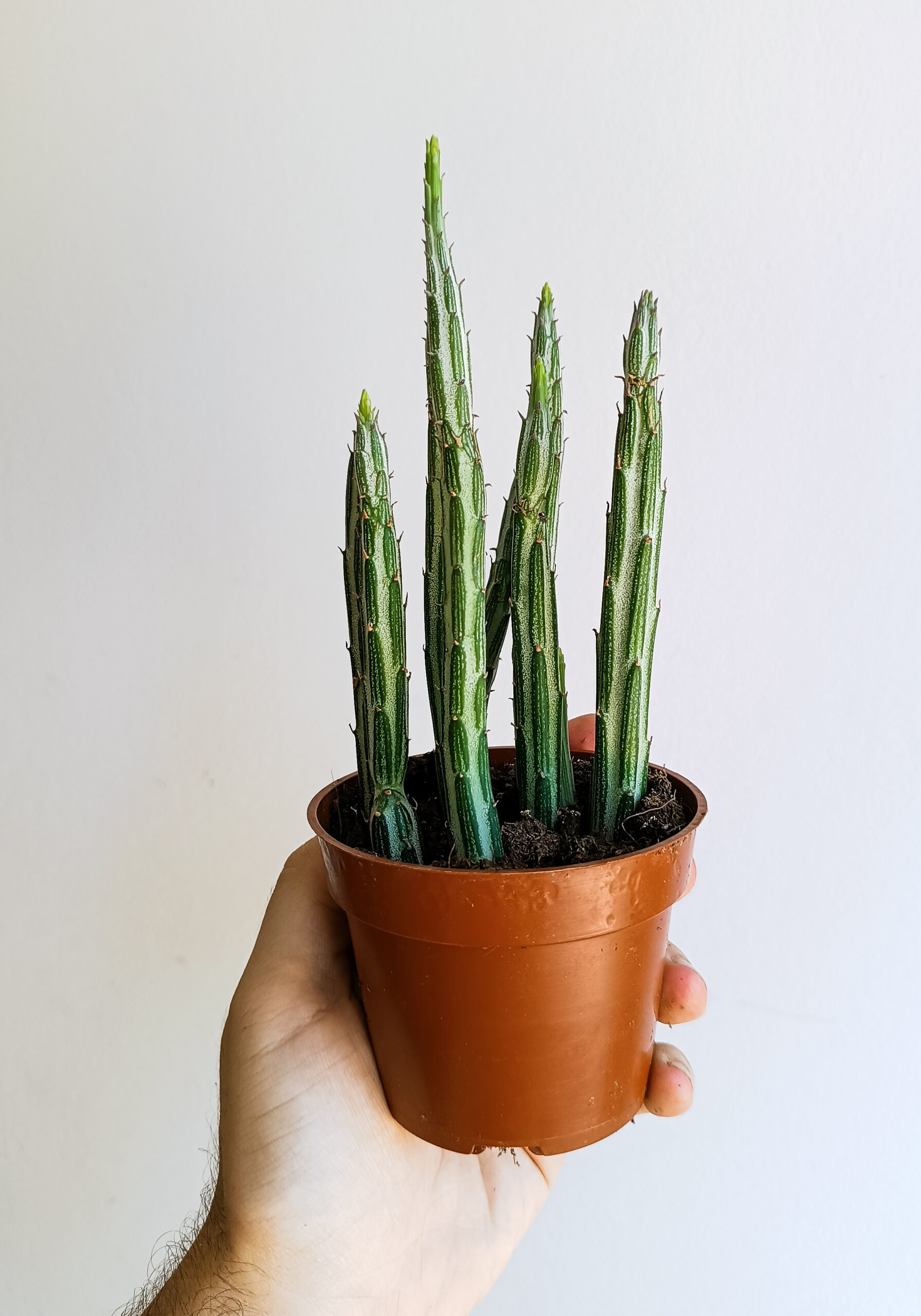 Kleinia stapeliiformis - BEGONIASYMAS.COM