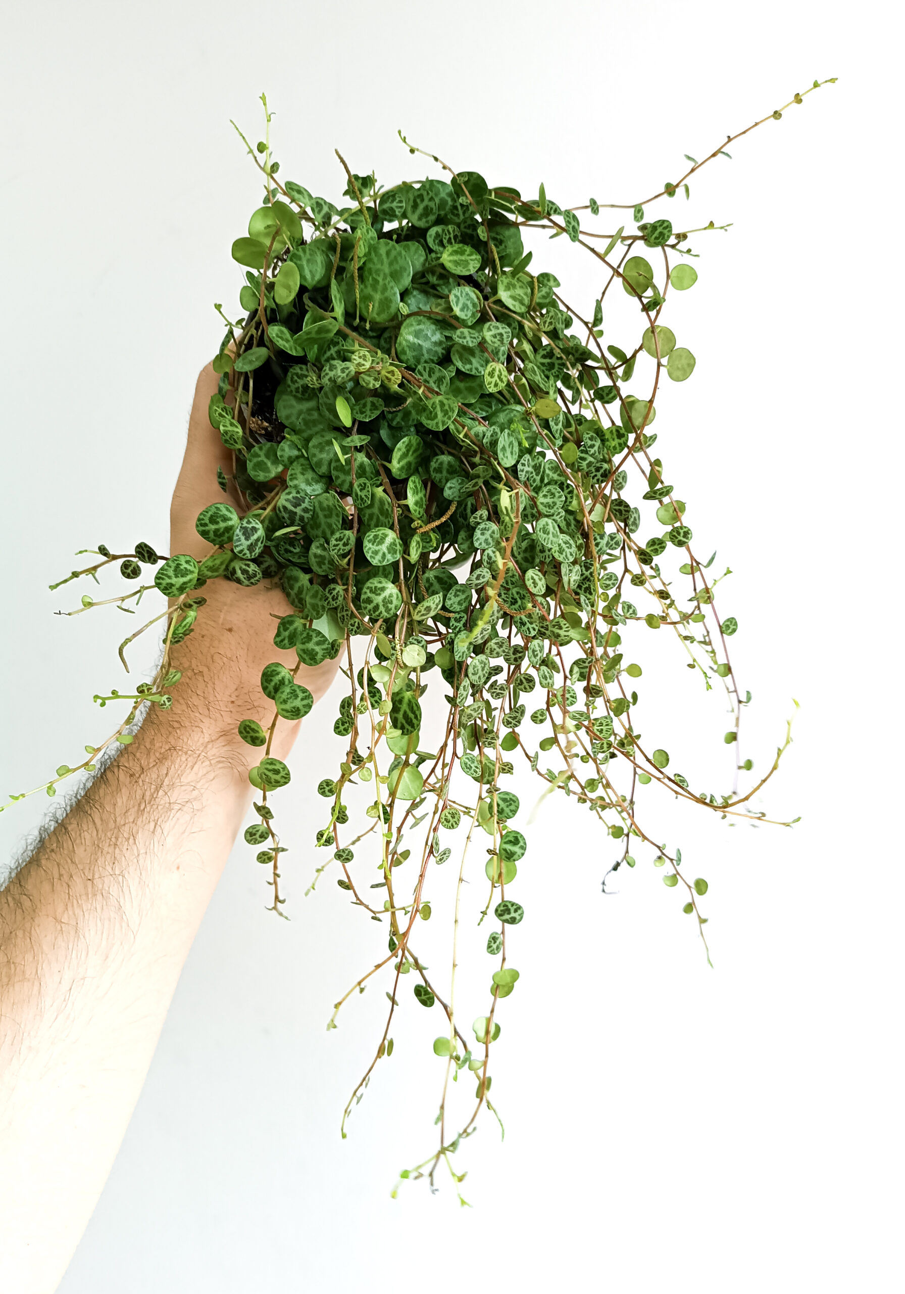 Peperomia prostrata - BEGONIASYMAS.COM