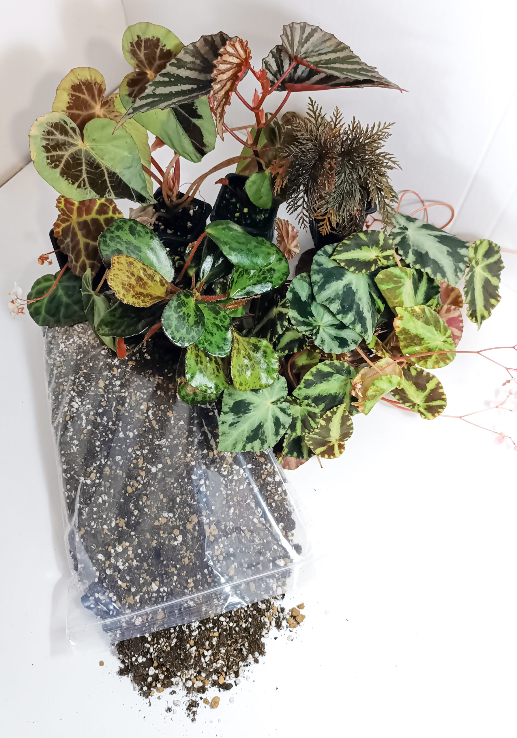 Starter pack Begonias premium - BEGONIASYMAS.COM