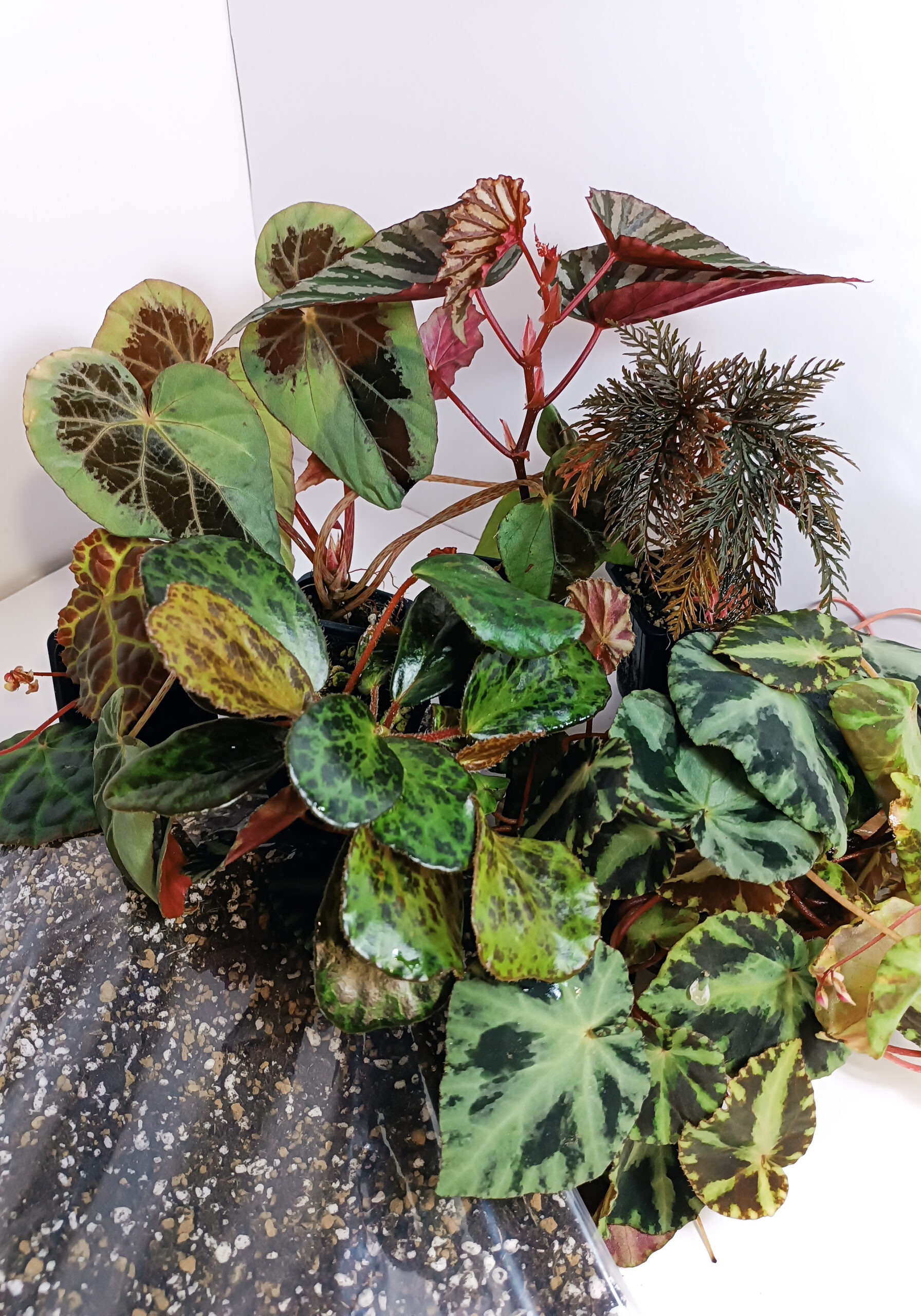 Premium Begonias Terrarium Kit - BEGONIASYMAS.COM