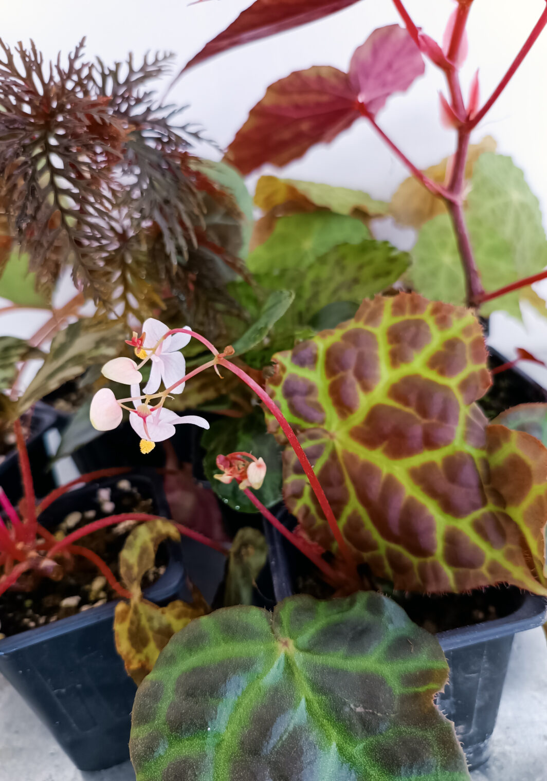 Starter pack Begonias premium - BEGONIASYMAS.COM