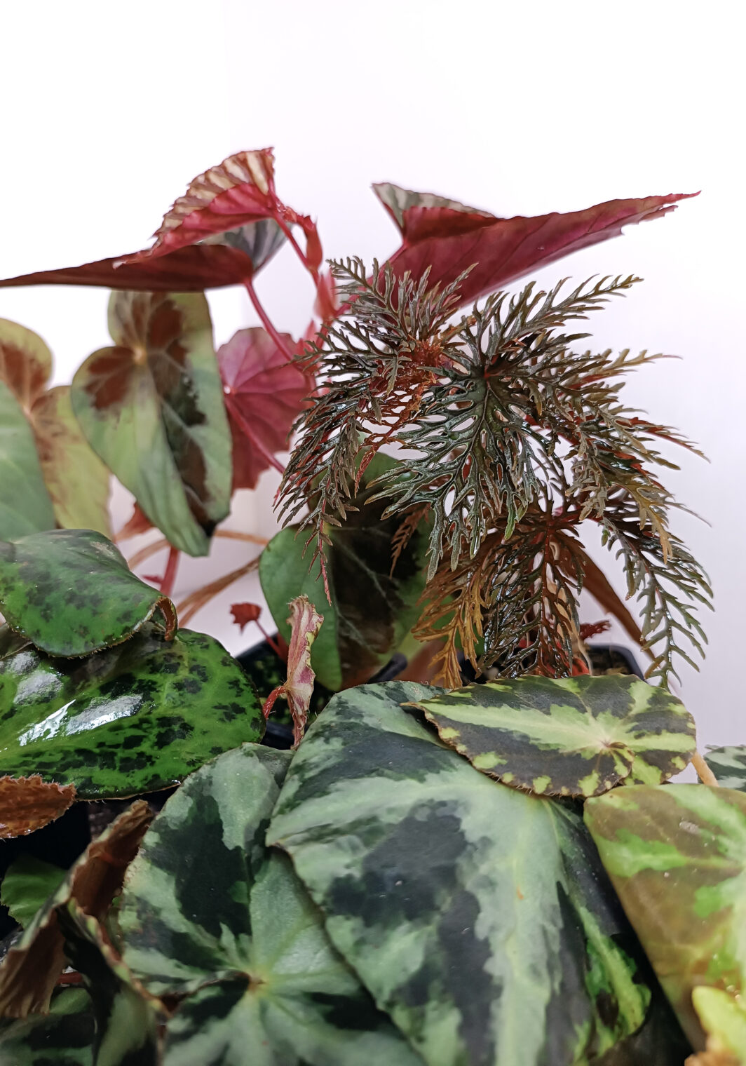 Starter pack Begonias premium - BEGONIASYMAS.COM