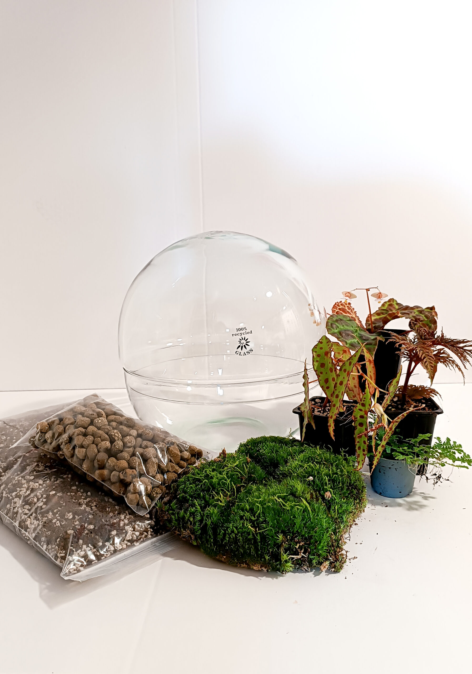 Premium Begonias Terrarium Kit - BEGONIASYMAS.COM