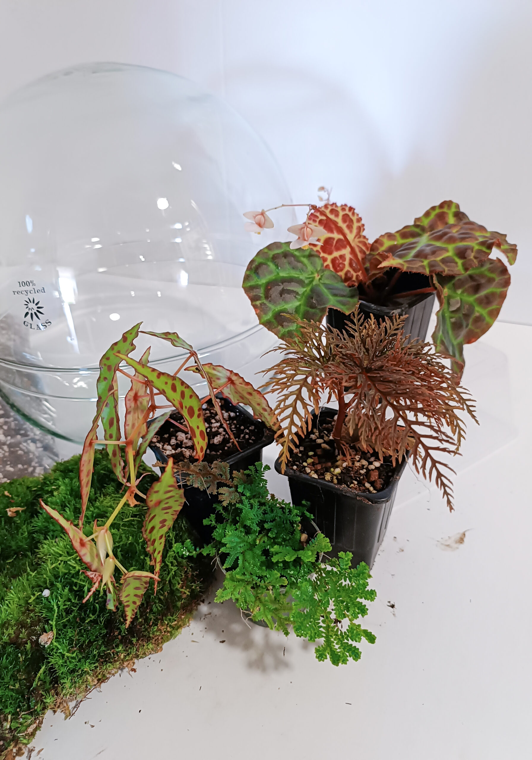 Premium Begonias Terrarium Kit - BEGONIASYMAS.COM