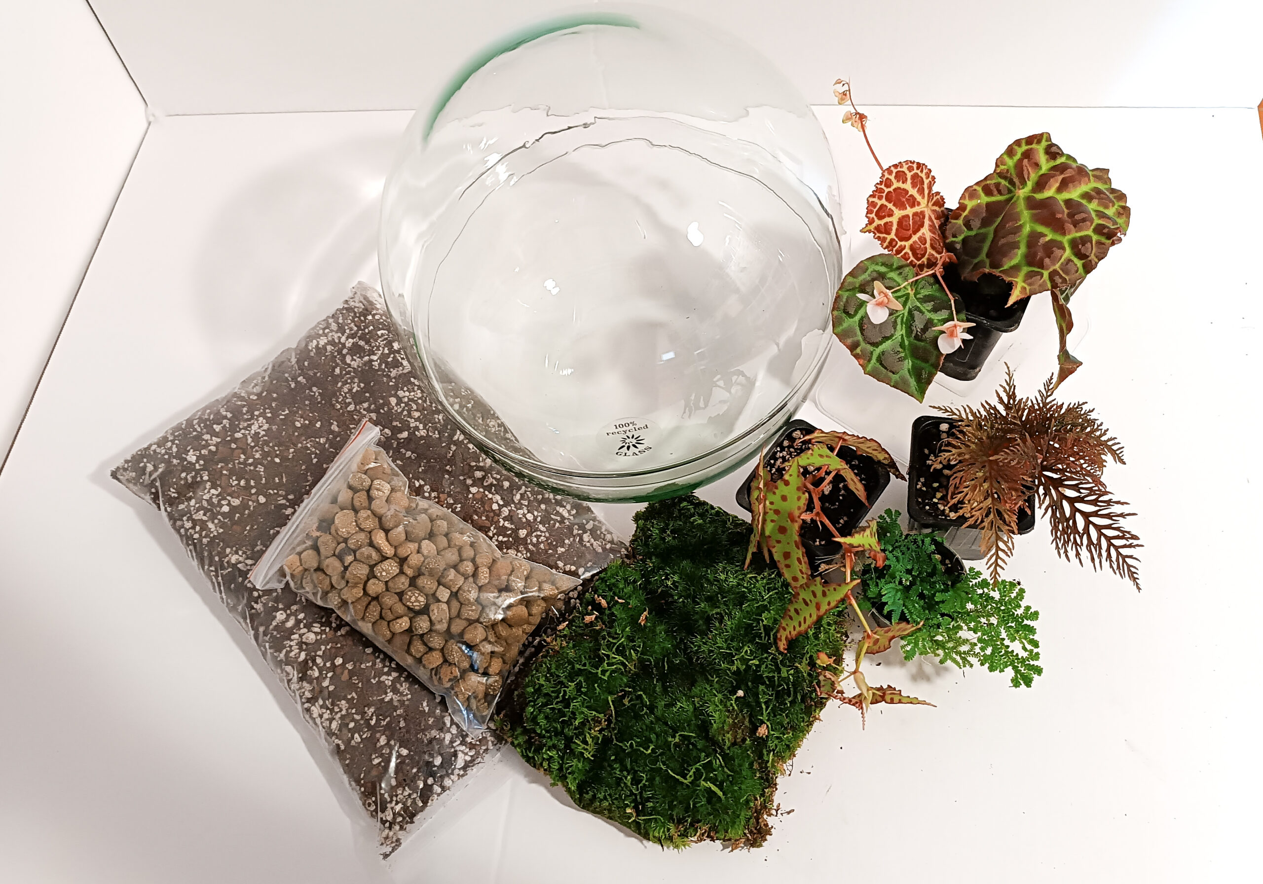 Premium Begonias Terrarium Kit - BEGONIASYMAS.COM