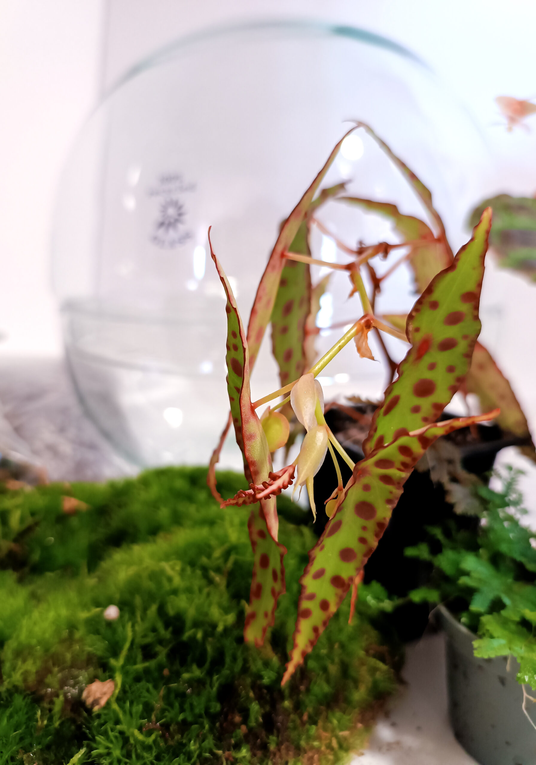 Premium Begonias Terrarium Kit - BEGONIASYMAS.COM