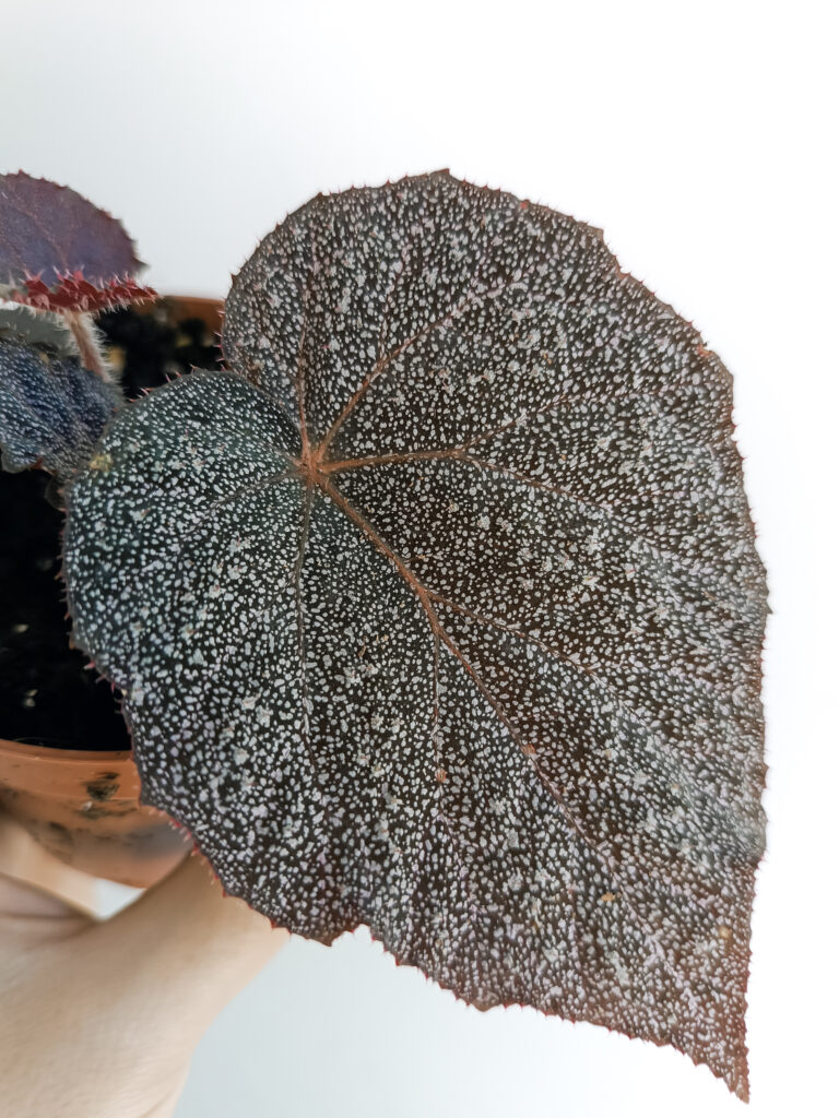 Begonia sp. U485 - BEGONIASYMAS.COM