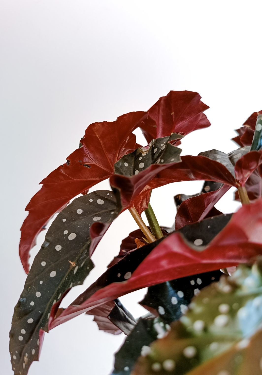 Begonia Maculata Black Forest - BEGONIASYMAS.COM