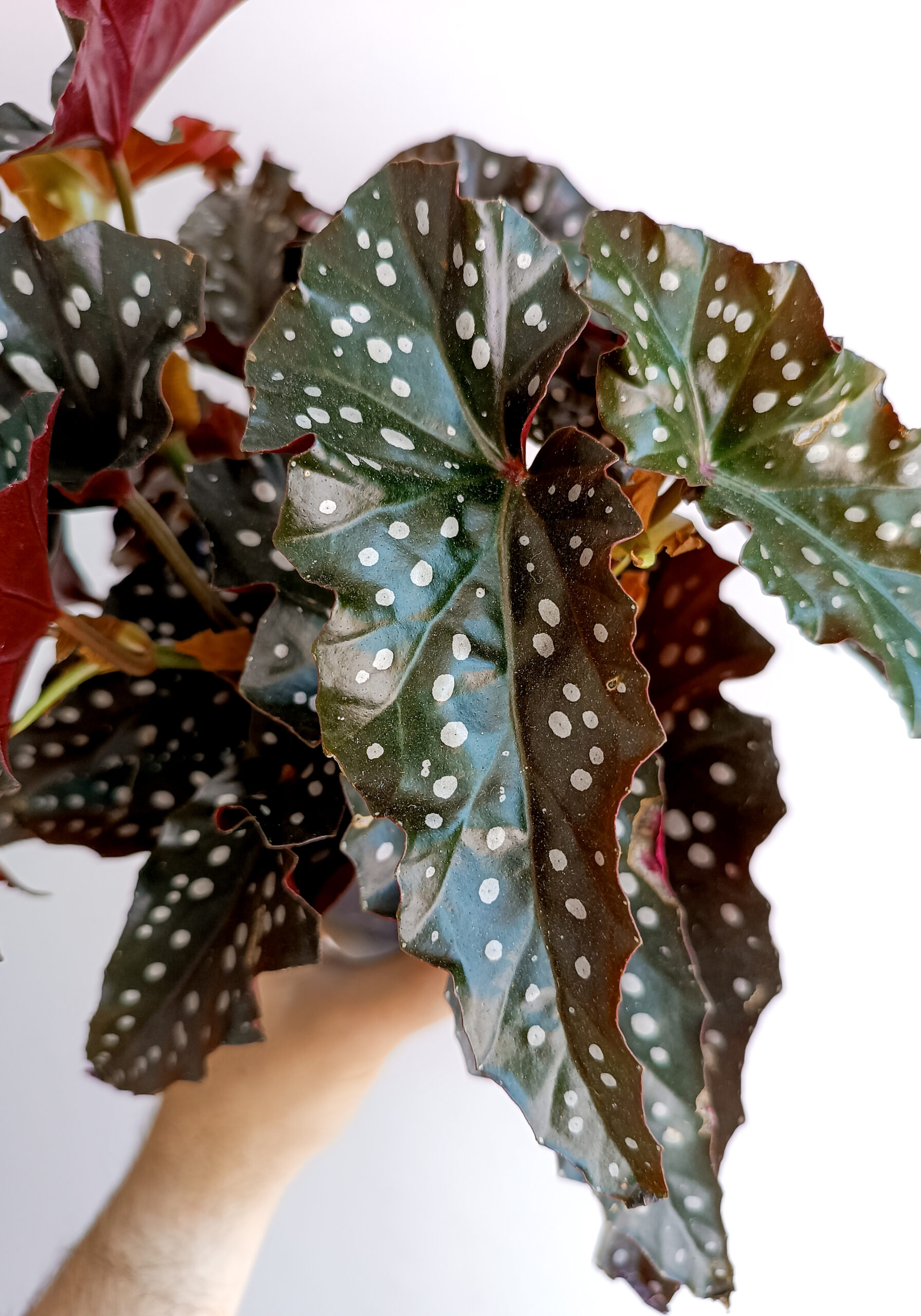 Begonia Maculata Black Forest - BEGONIASYMAS.COM