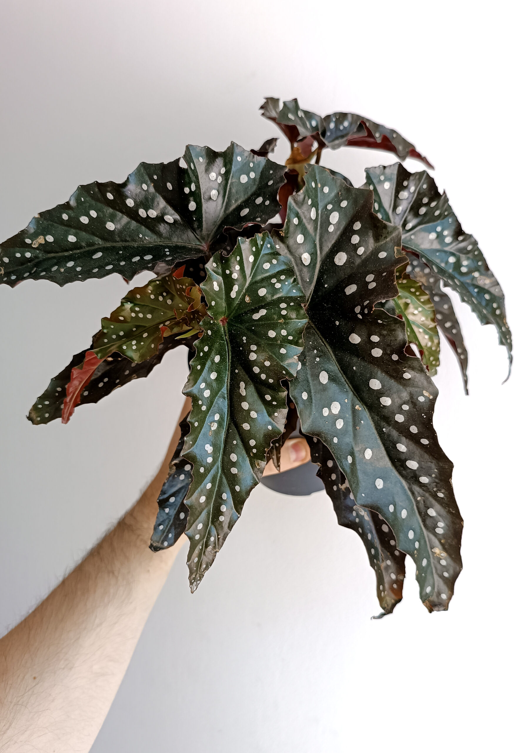 Begonia Maculata Black Forest - BEGONIASYMAS.COM